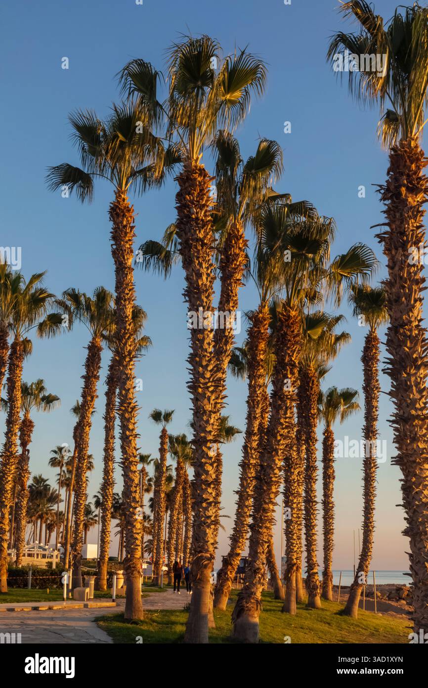 Cyprus, Paphos, Beachfront Path and Palm Trees Stock Photo - Alamy