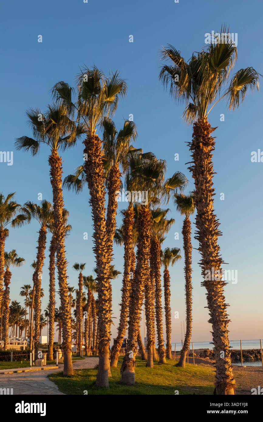 Cyprus, Paphos, Beachfront Path and Palm Trees Stock Photo - Alamy