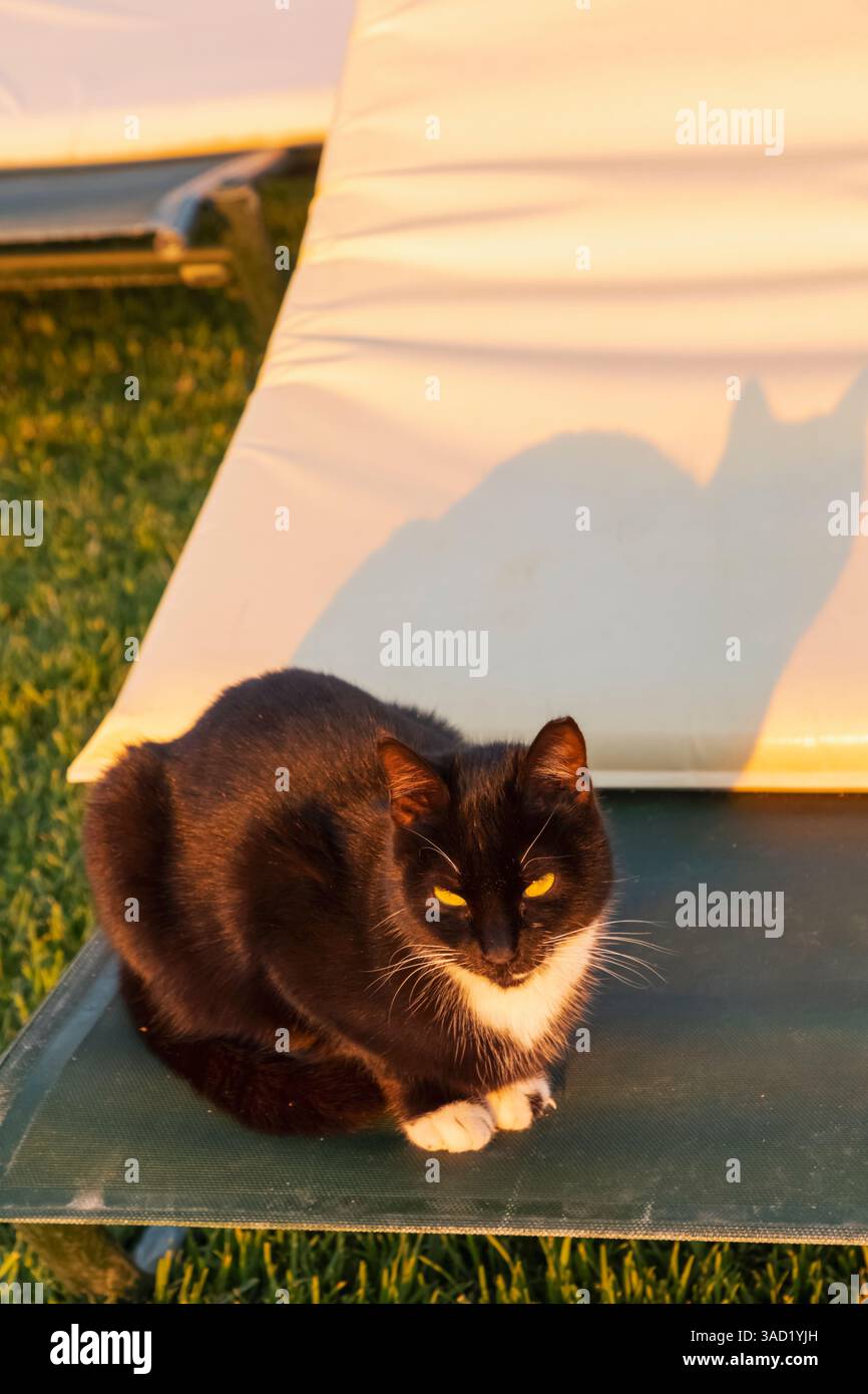 Hotel pet hi-res stock photography and images - Alamy