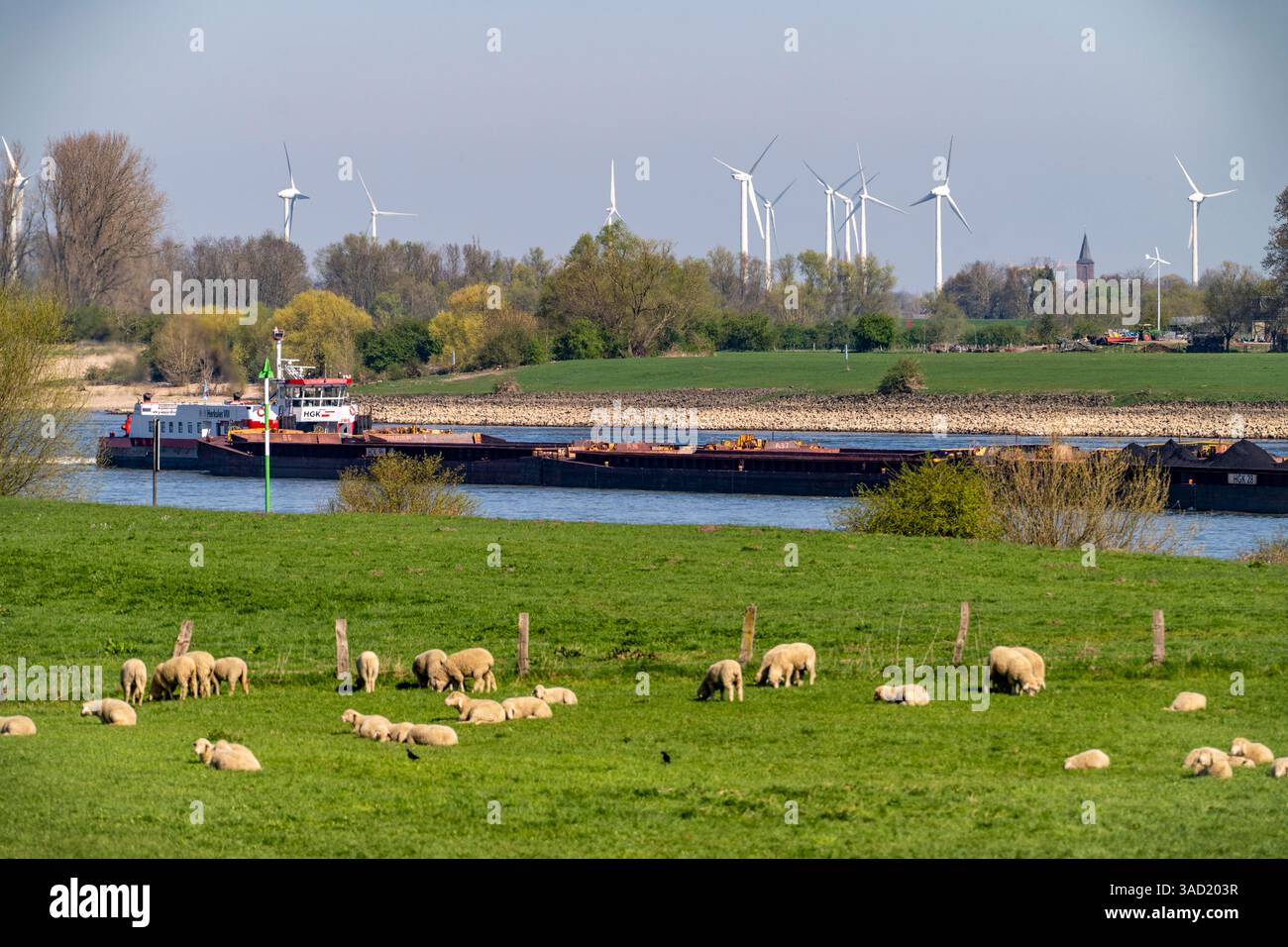 Der Rhein beim Dorf Kalkar-Grieth, Schafe grasen auf den Rheinwiesen ...