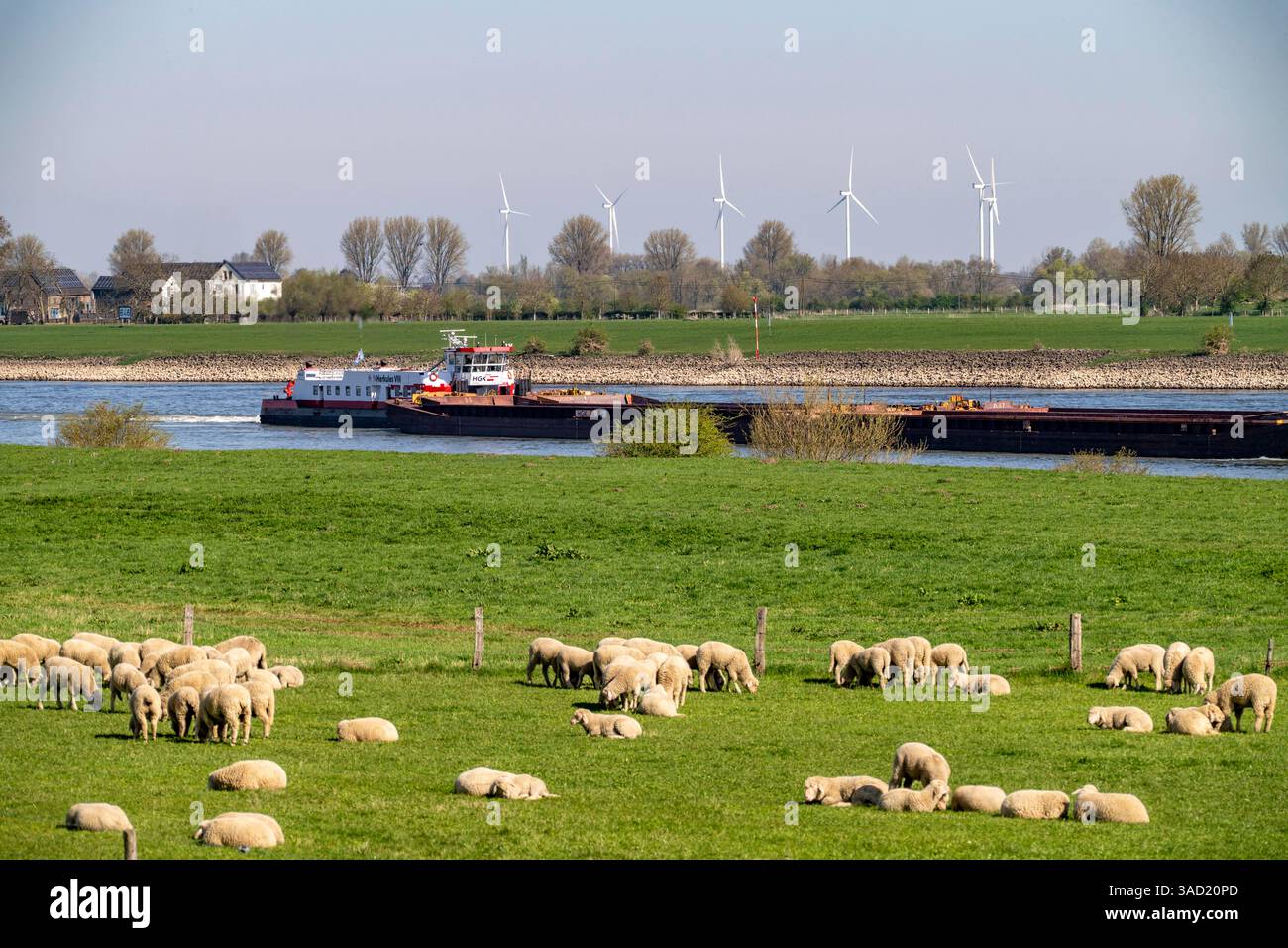 Der Rhein beim Dorf Kalkar-Grieth, Schafe grasen auf den Rheinwiesen ...