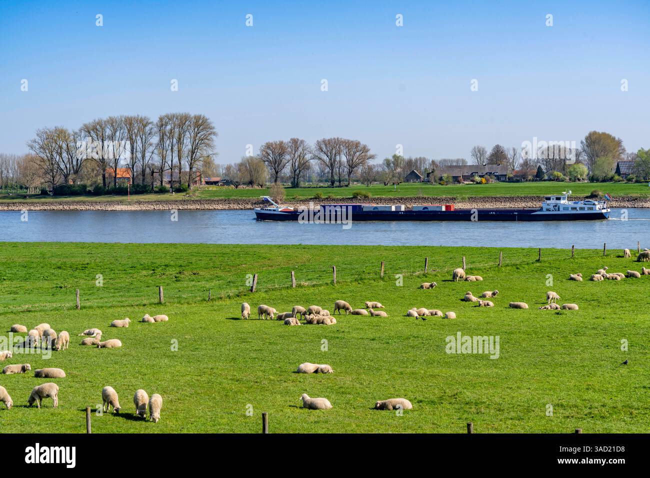 Der Rhein beim Dorf Kalkar-Grieth, Schafe grasen auf den Rheinwiesen ...
