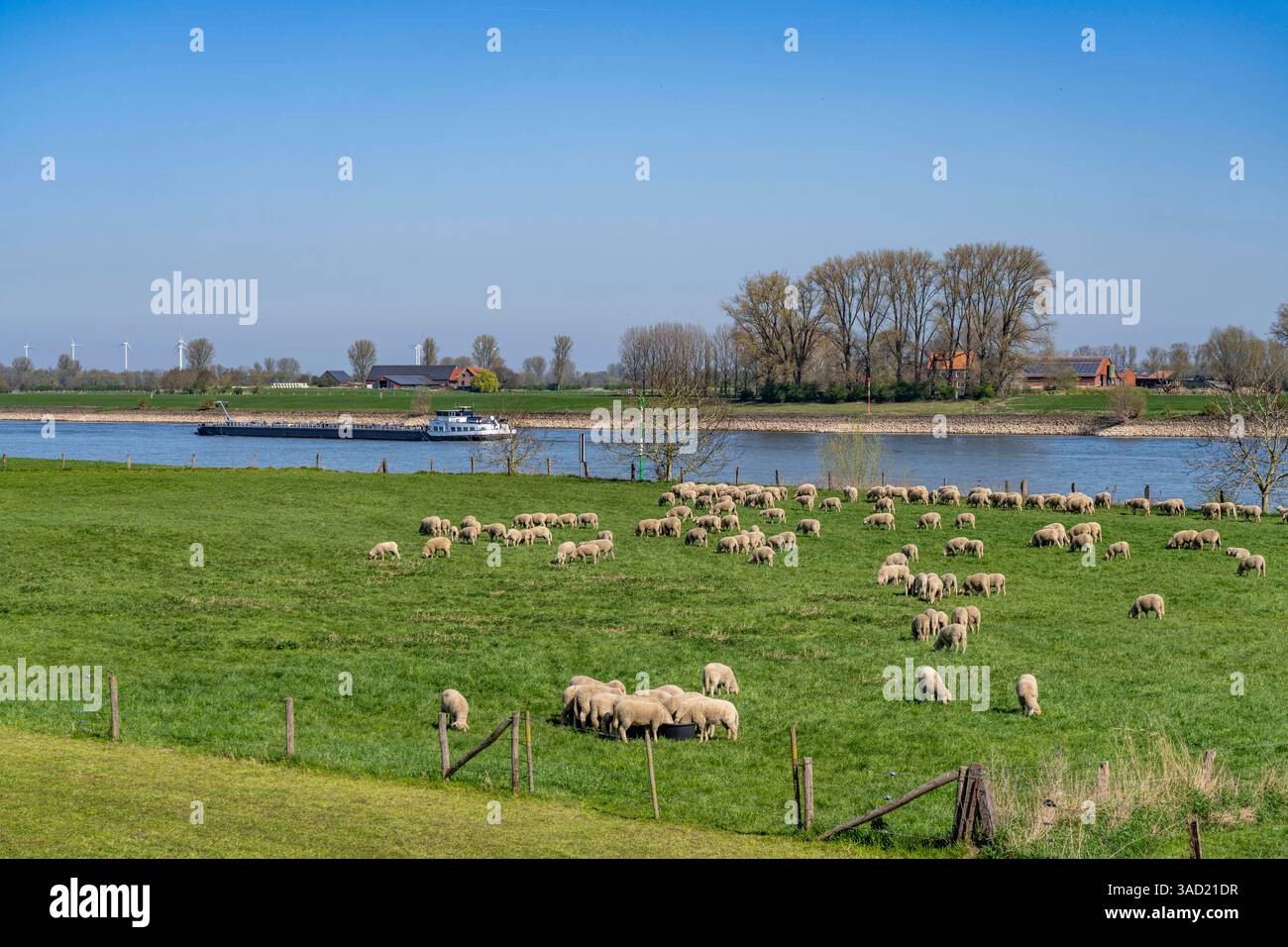 Der Rhein beim Dorf Kalkar-Grieth, Schafe grasen auf den Rheinwiesen ...