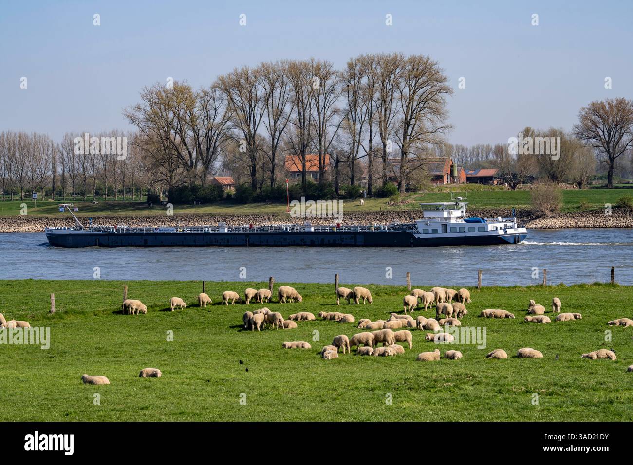 Der Rhein beim Dorf Kalkar-Grieth, Schafe grasen auf den Rheinwiesen ...