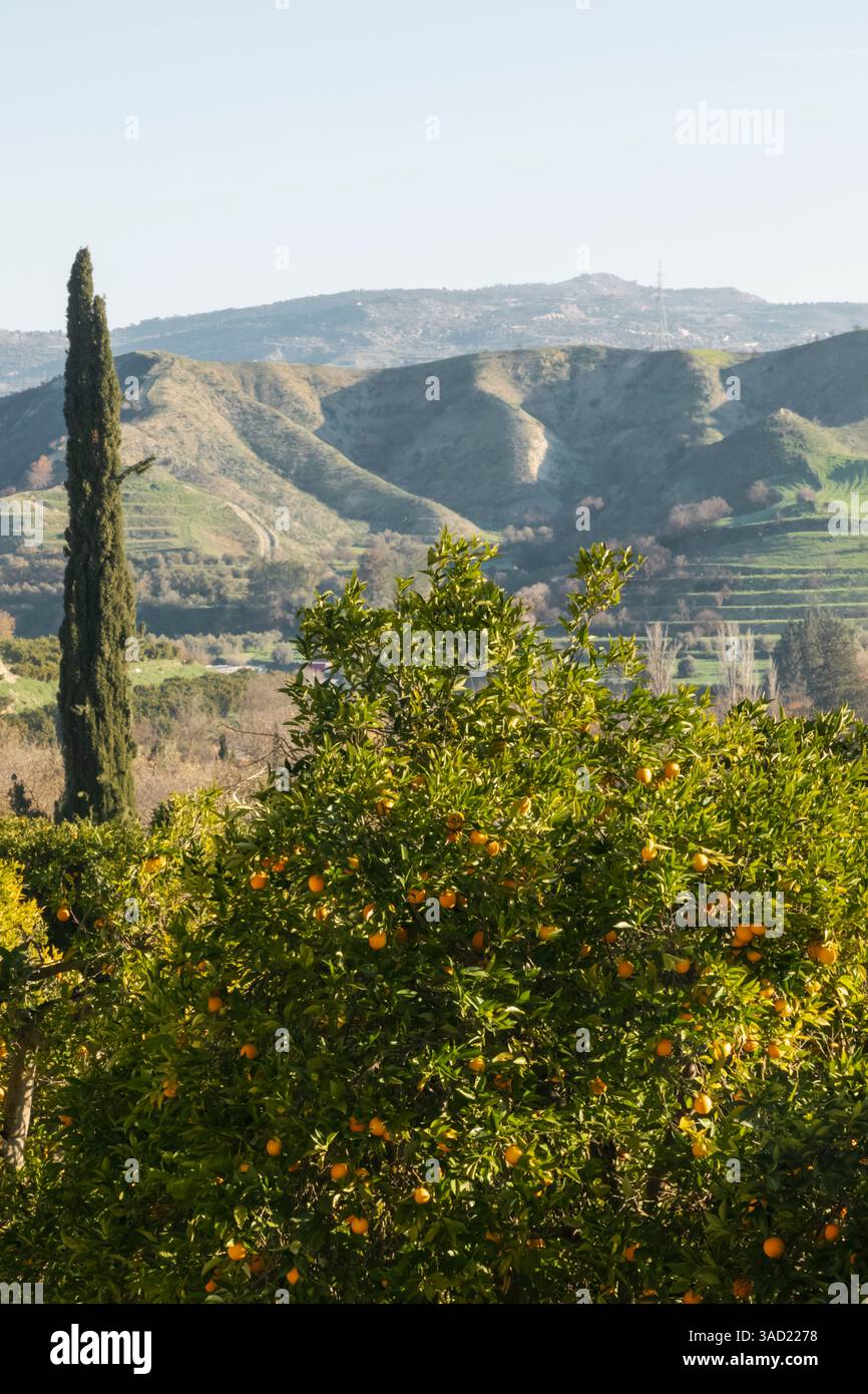 Cyprus, Paphos, Paphos District, Polis, Orange Trees Stock Photo - Alamy