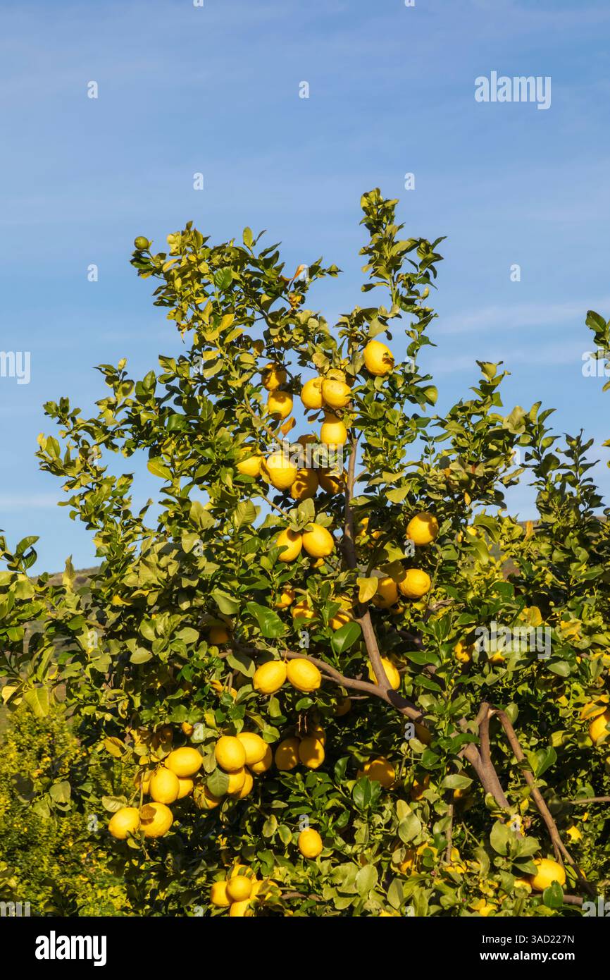 Lemon trees and cyprus hi-res stock photography and images - Alamy