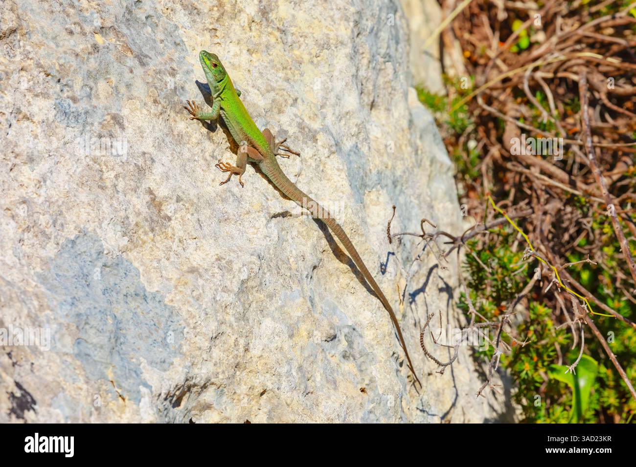 Sicilian wall lizard (Lacerta wagleriana), sitting on a rock, Avola ...