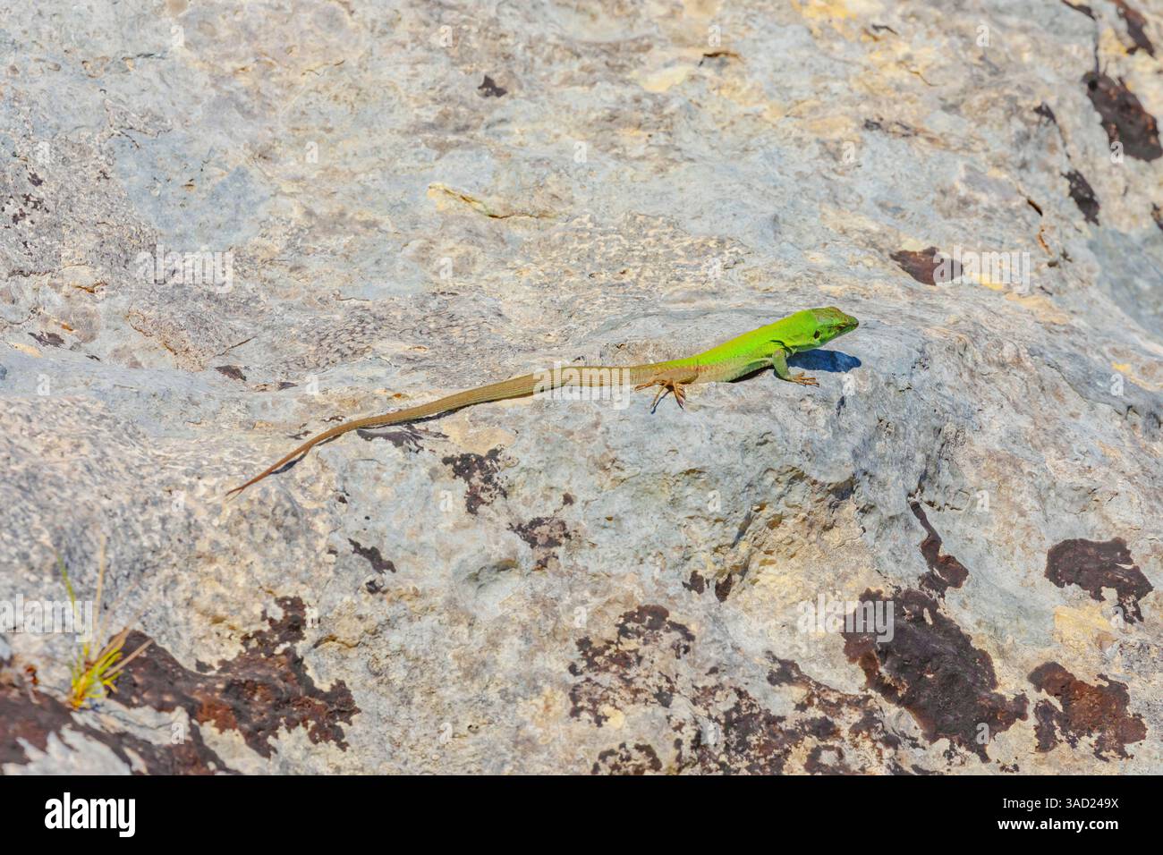 Sicilian wall lizard (Lacerta wagleriana), sitting on a rock, Avola ...