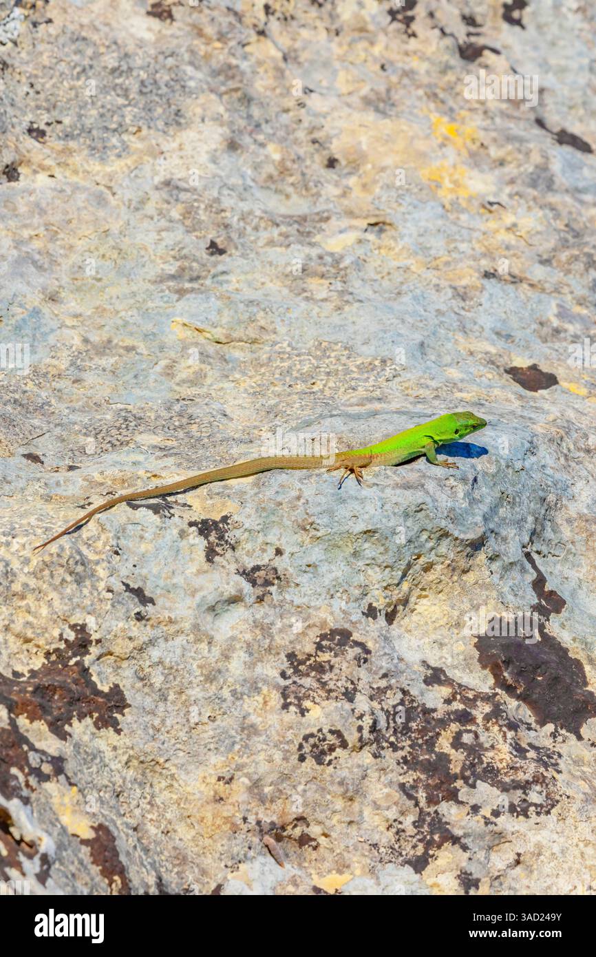 Sicilian wall lizard (Lacerta wagleriana), sitting on a rock, Avola ...