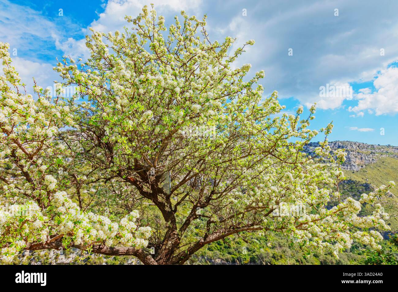 Blooming tree, Cavagrande Valley, Avola, Noto Valley, Sicily, Italy ...