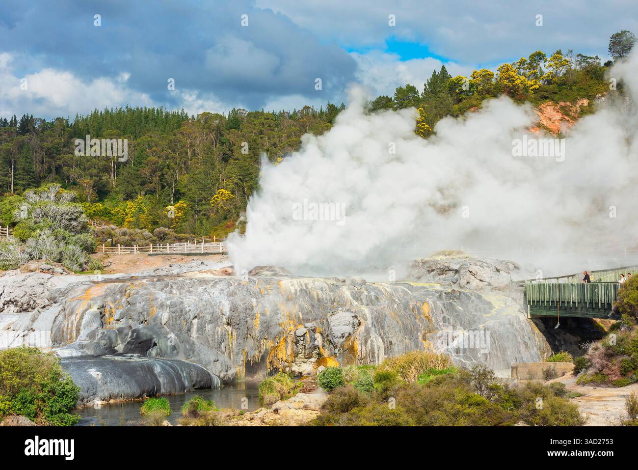 Geysers erupting, Te Puia Thermal Valley, Rotorua, Bay of Plenty, North ...