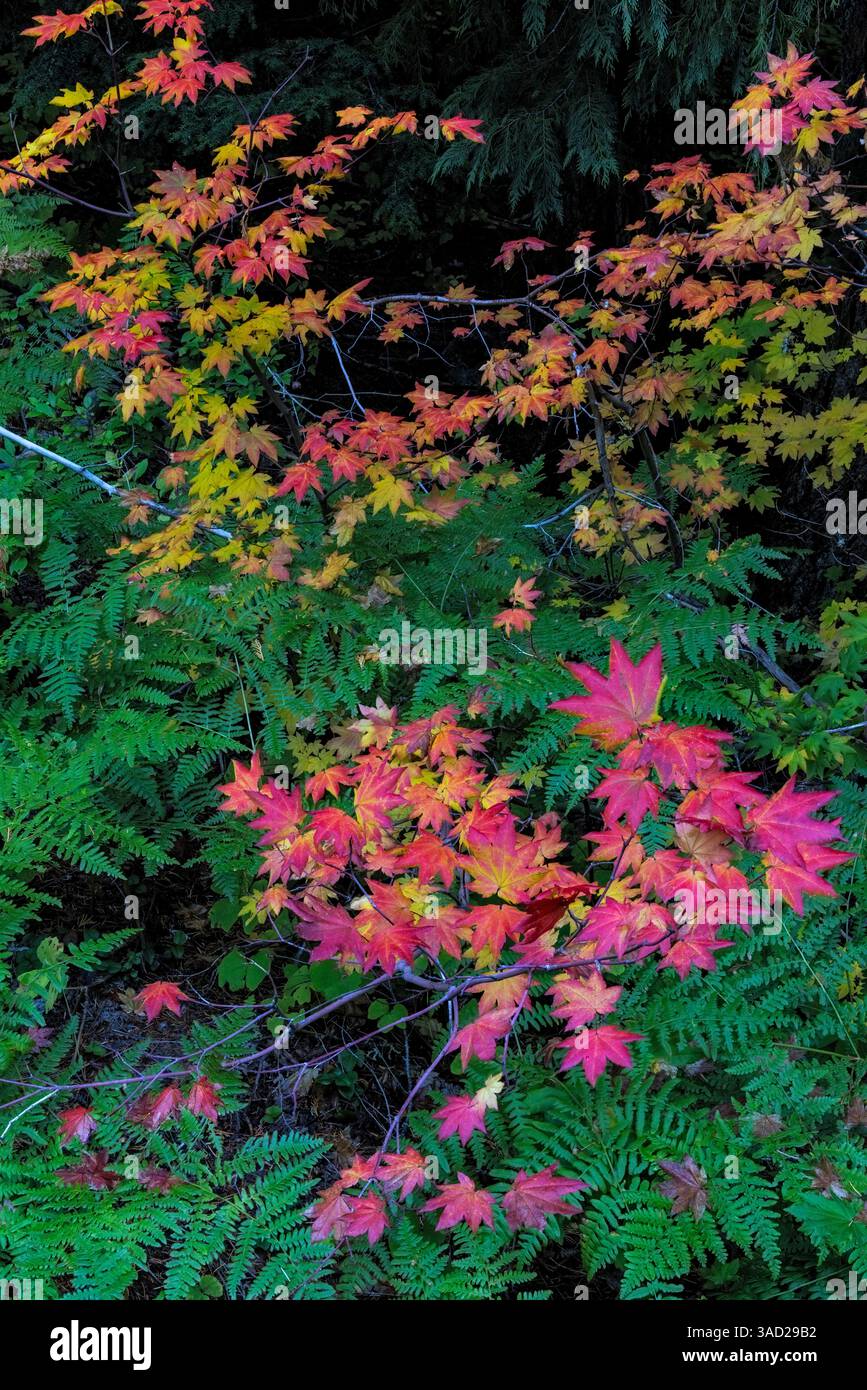 Autumn Rocky Mountain Maples and Ferns in Mount Rainier National Park ...