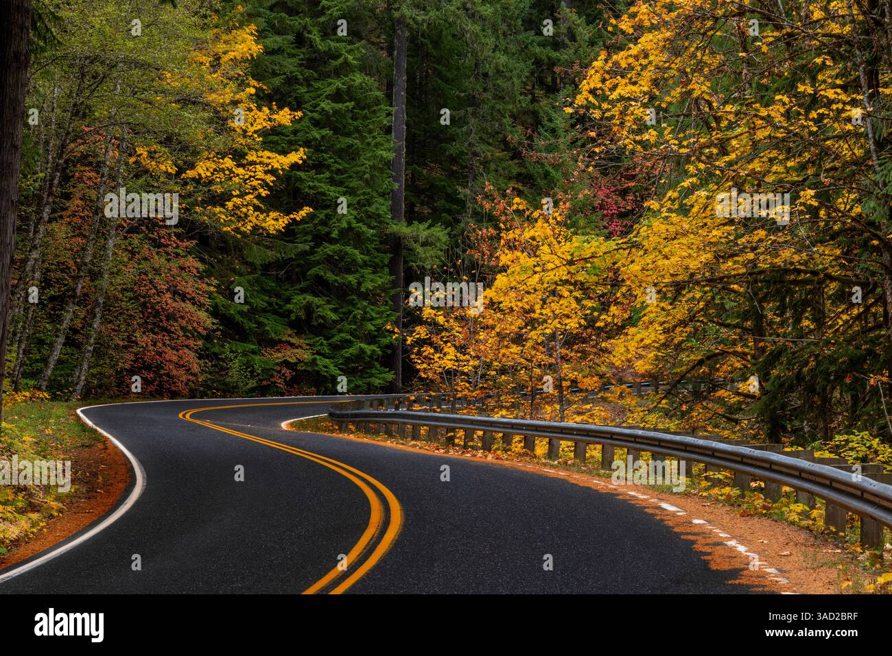 Autumn color along the Wind River Road in the Gifford Pinchot National ...