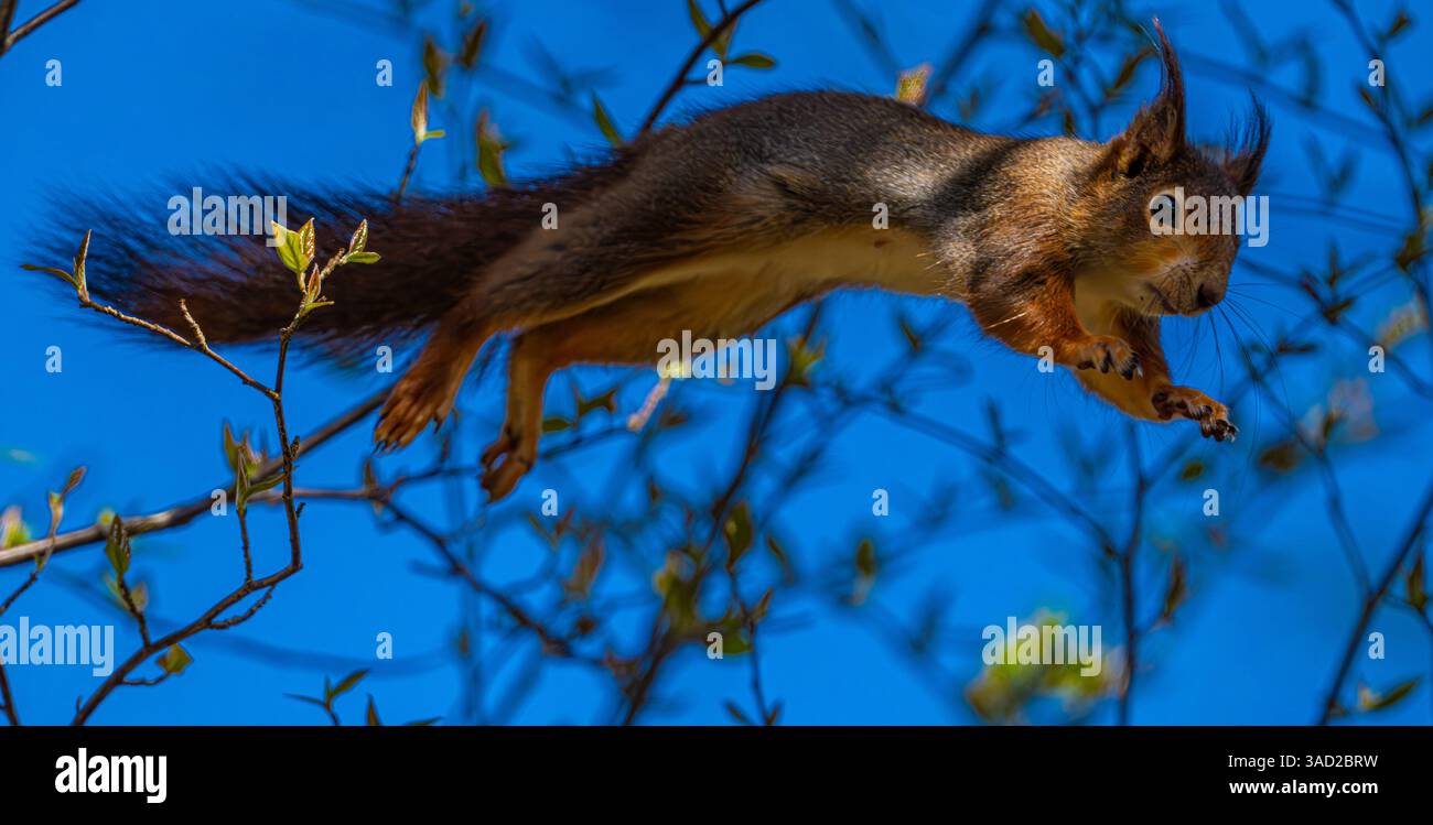 Red squirrel jumping in the trees Stock Photo - Alamy