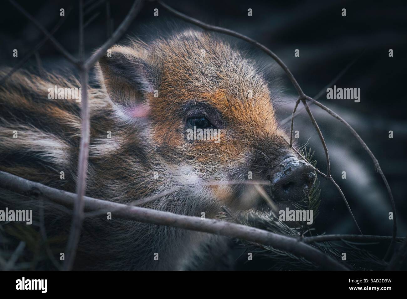 Offspring wild boar pig hi-res stock photography and images - Alamy
