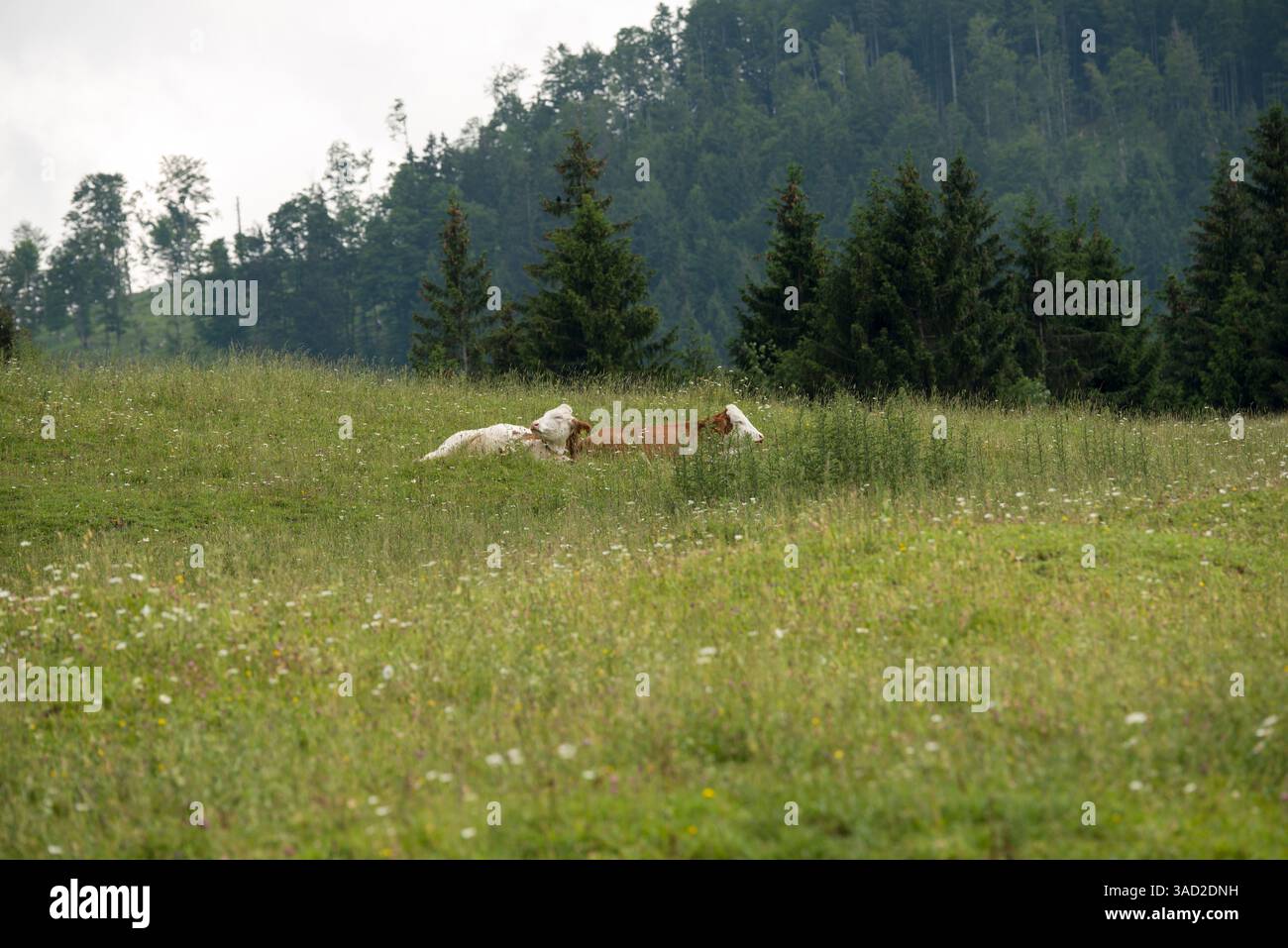 Alpine pasture, Bavaria, Chiemgau, Alpine farming, cows on the pasture ...