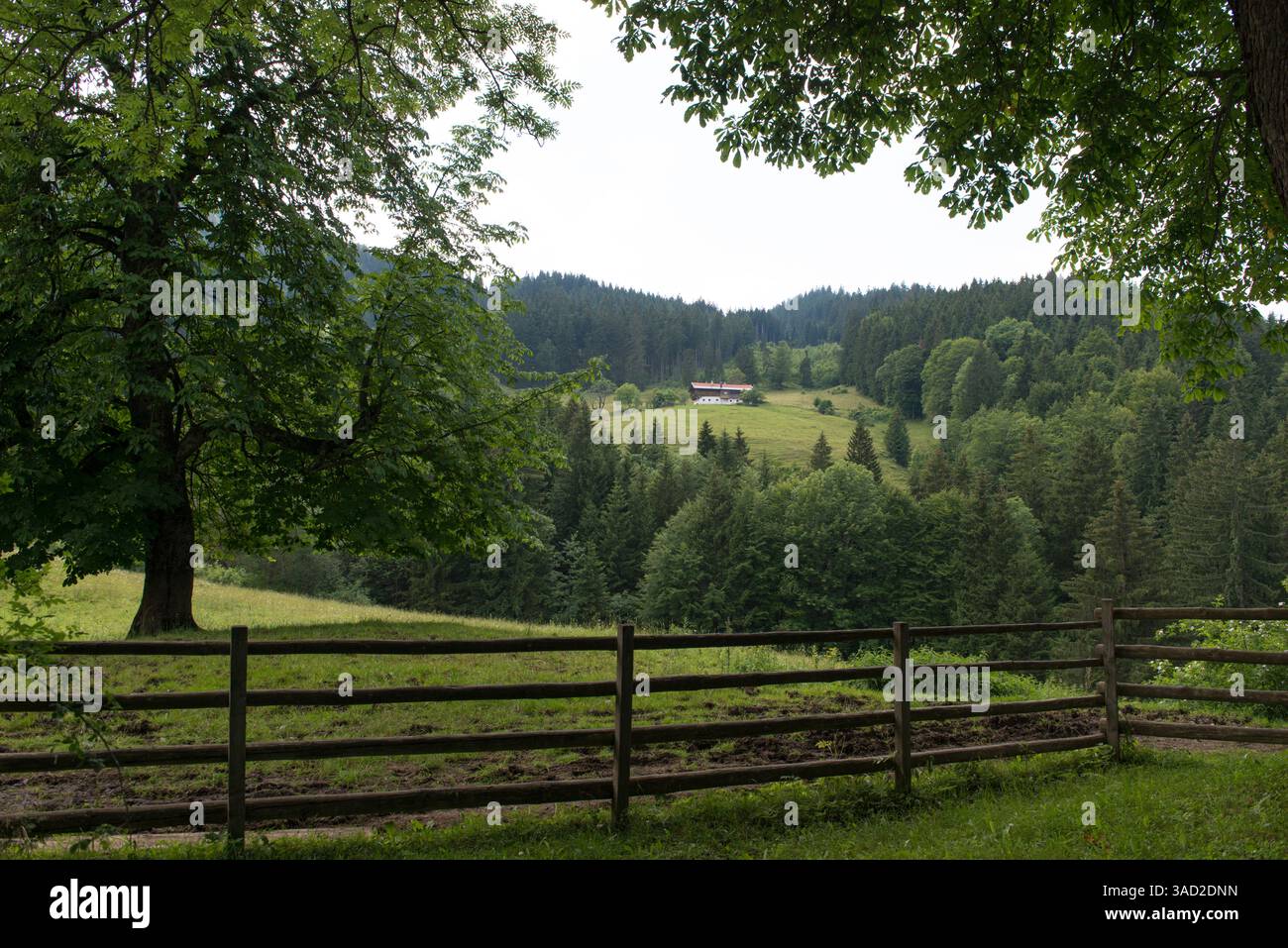Alpine pasture, Bavaria, Chiemgau, Alpine farming, hill, trees, fence ...