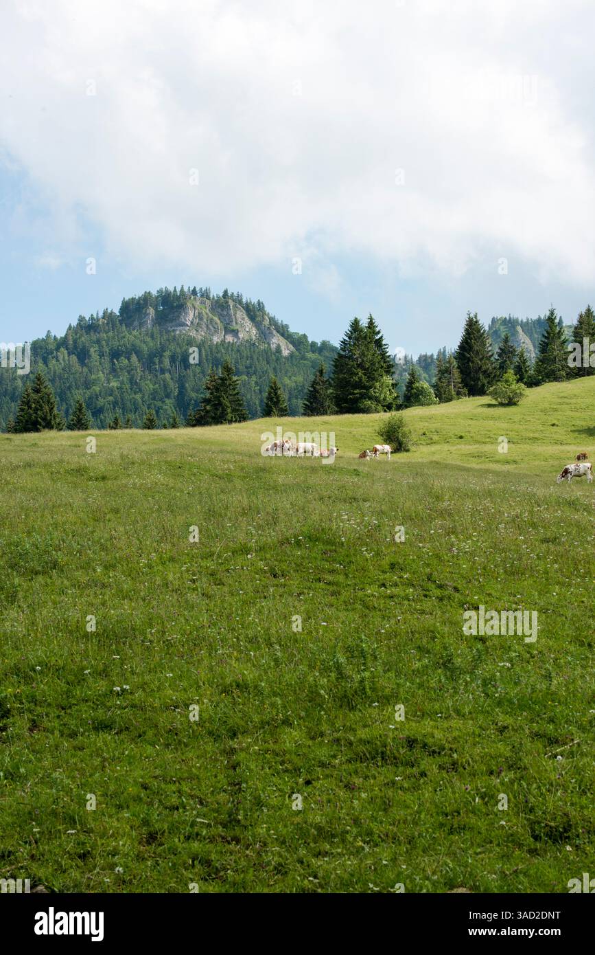 Alpine pasture, Bavaria, Chiemgau, Alpine farming, cows on the pasture ...
