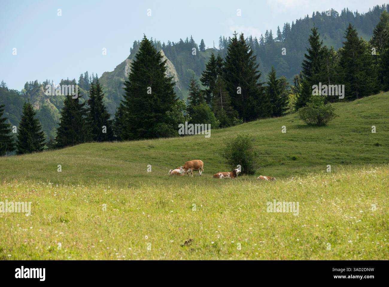 Alpine pasture, Bavaria, Chiemgau, Alpine farming, cows on the pasture ...
