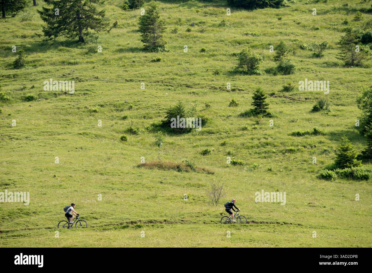 Alpine pasture, Bavaria, Chiemgau, Alpine farming, Alpine meadow ...