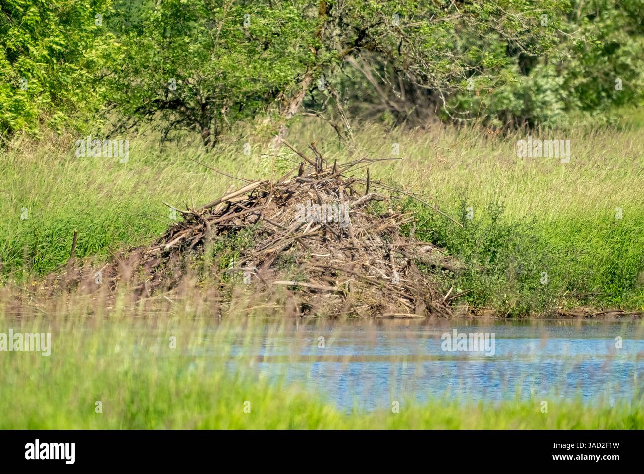 Ridgefield National Wildlife Refuge, Ridgefield, Washington State, USA ...
