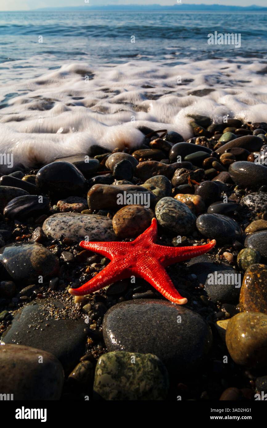 Blood star on beach hi-res stock photography and images - Alamy