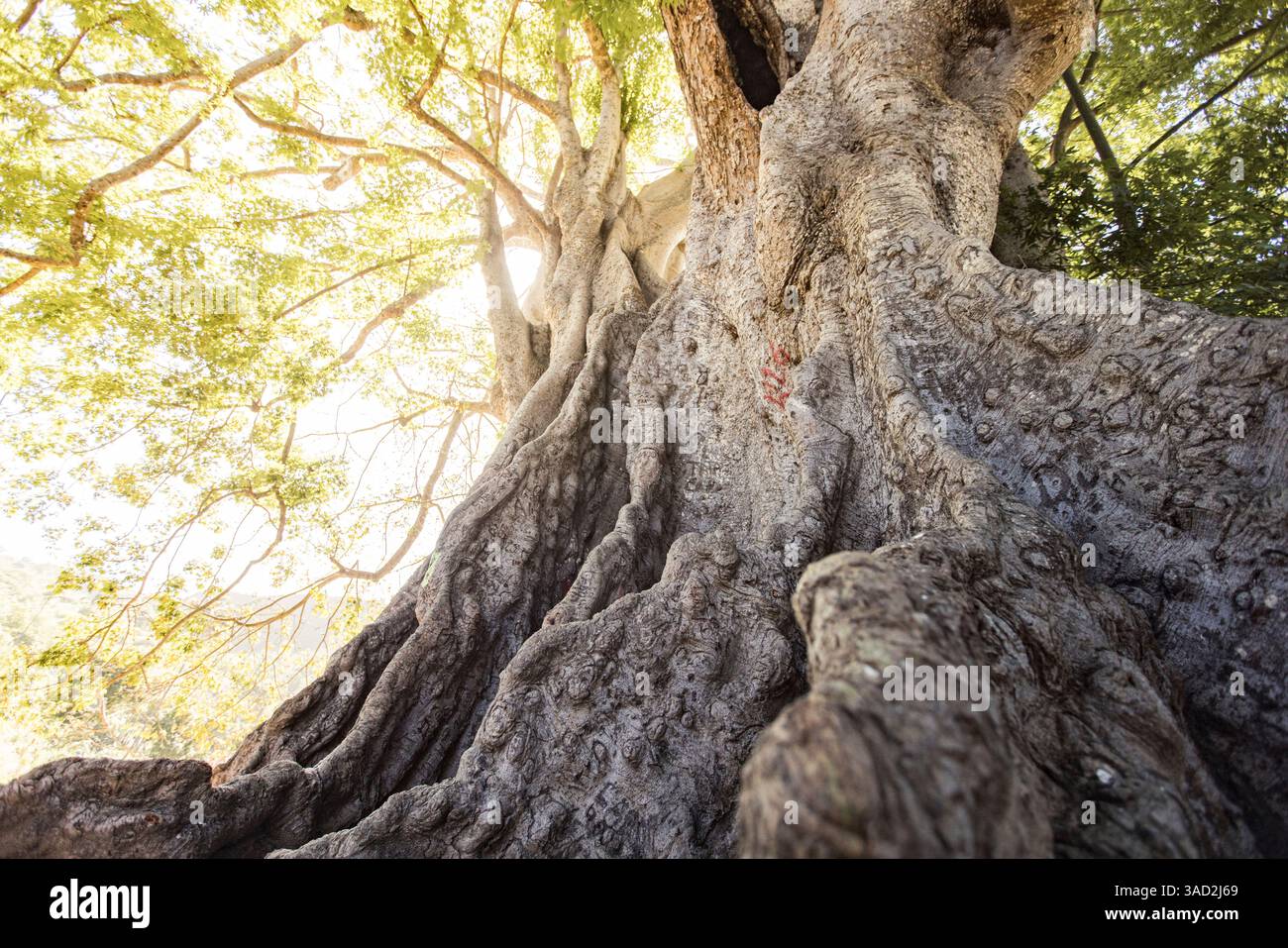 Kapok tree africa hi-res stock photography and images - Alamy