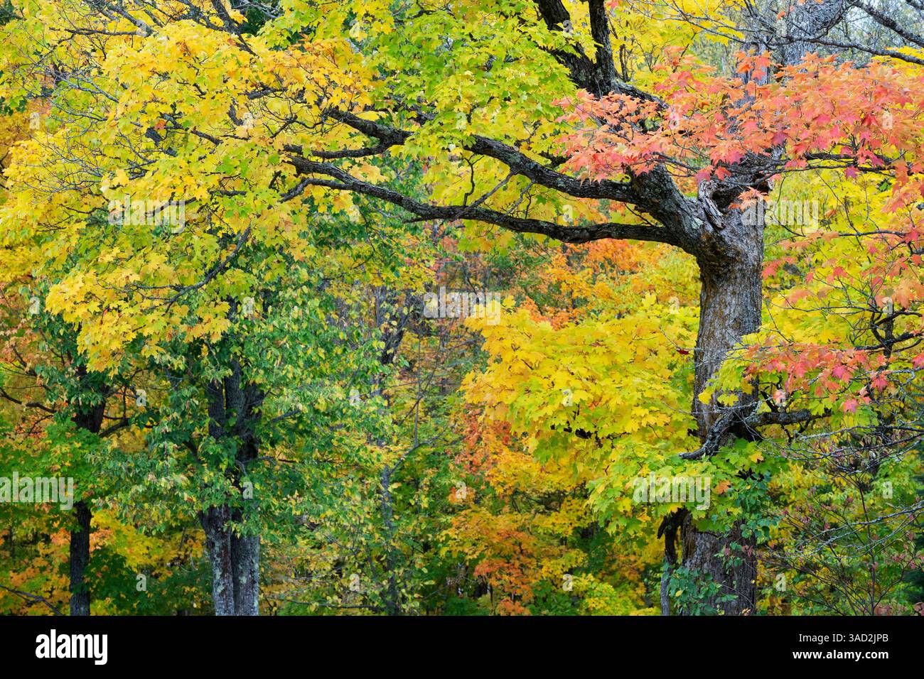 Nicolet hi-res stock photography and images - Alamy