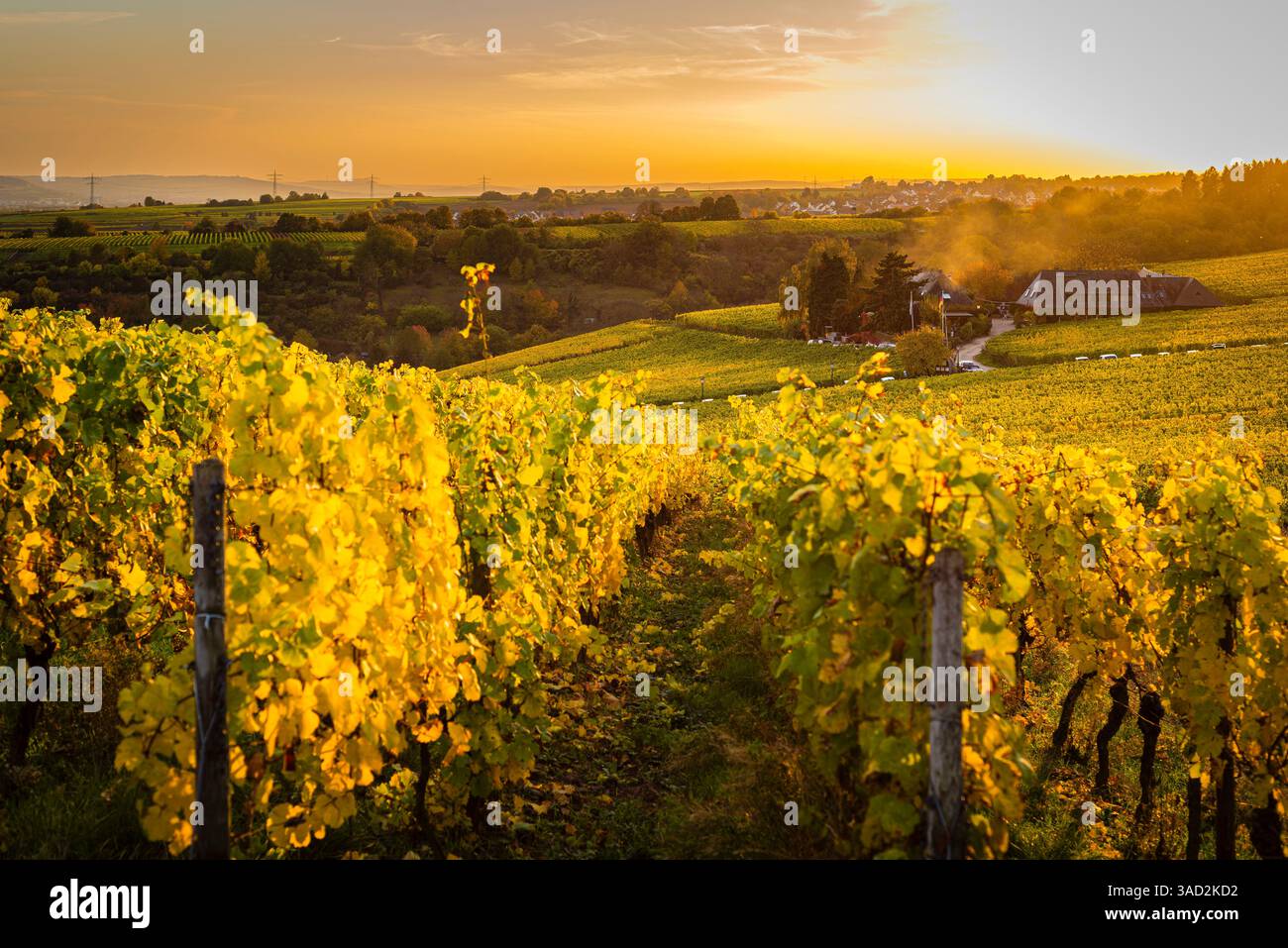 Eltville rauenthal hi-res stock photography and images - Alamy