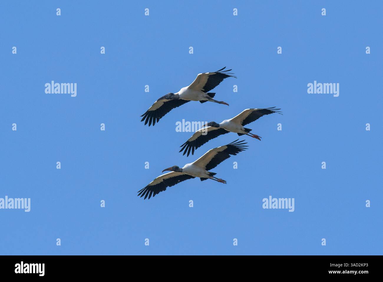 Jabiru Stork, in flight, La Estrella Marsh, Formosa Province, Argentina ...