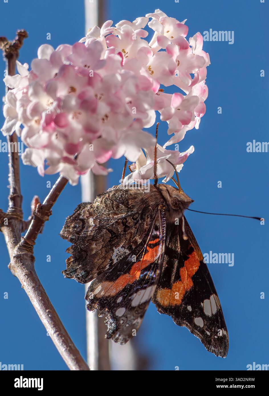 Butterfly (Admiral) collecting nectar on the flowers of a winter ...