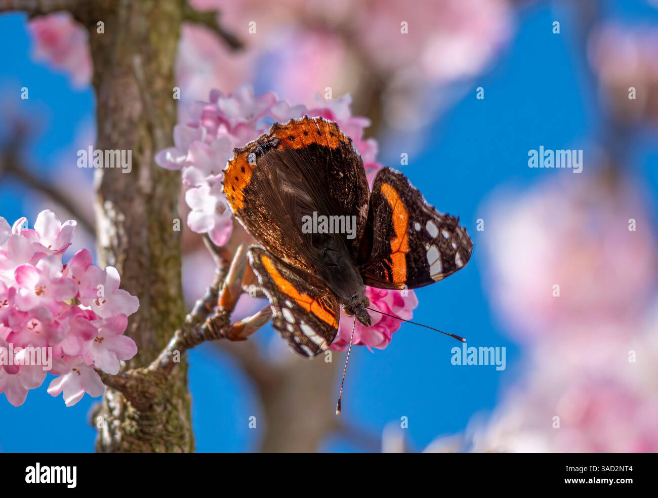 Butterfly (Admiral) collecting nectar on the flowers of a winter ...