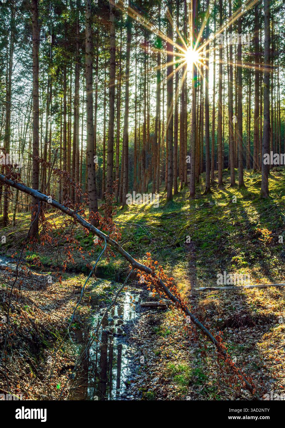 Small stream in a sun-drenched forest in spring, Bavaria, Germany ...