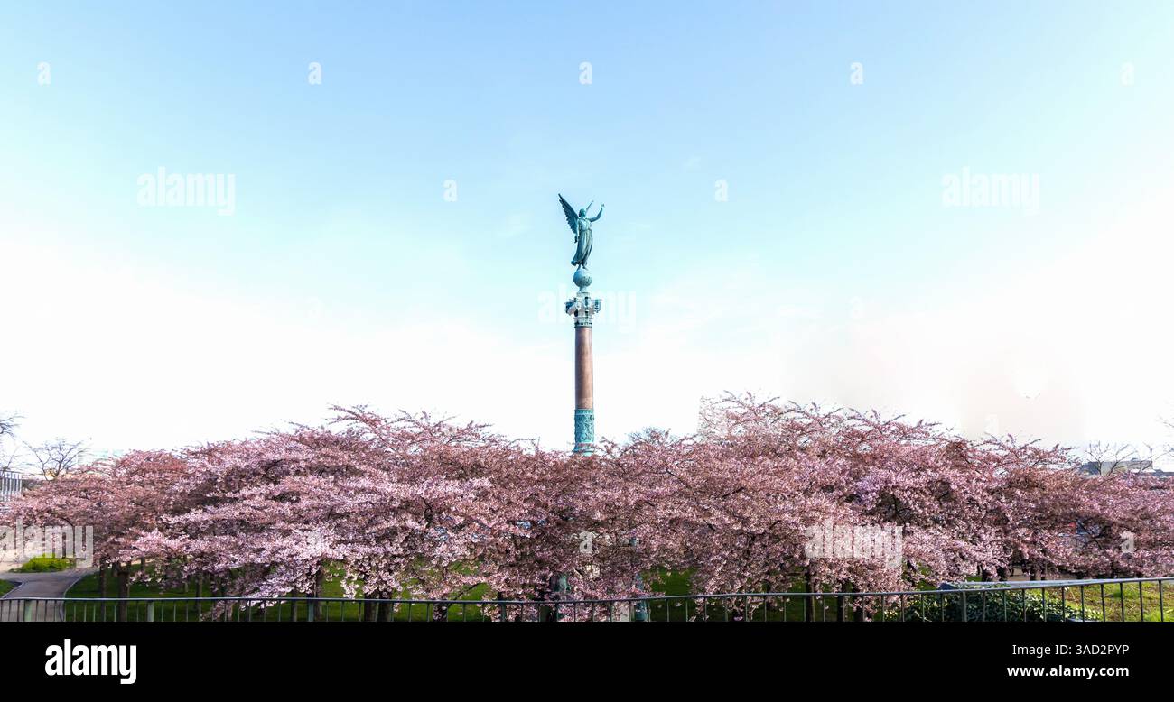 Cherry Blossom in Langelinie park on a beautiful spring day. Sakura ...