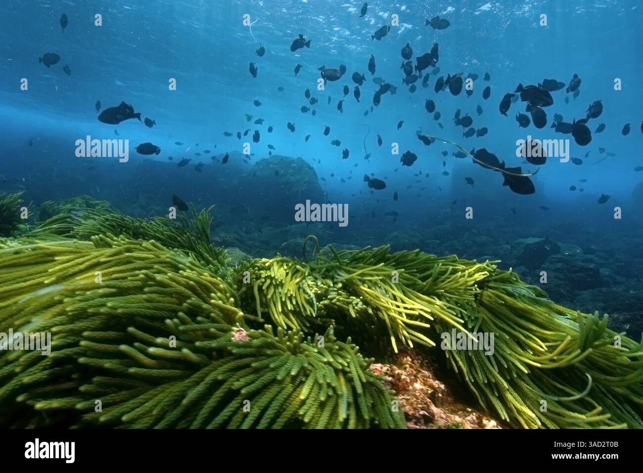 April 3, 2002 - Green algae, Caulerpa racemosa and black durgon ...