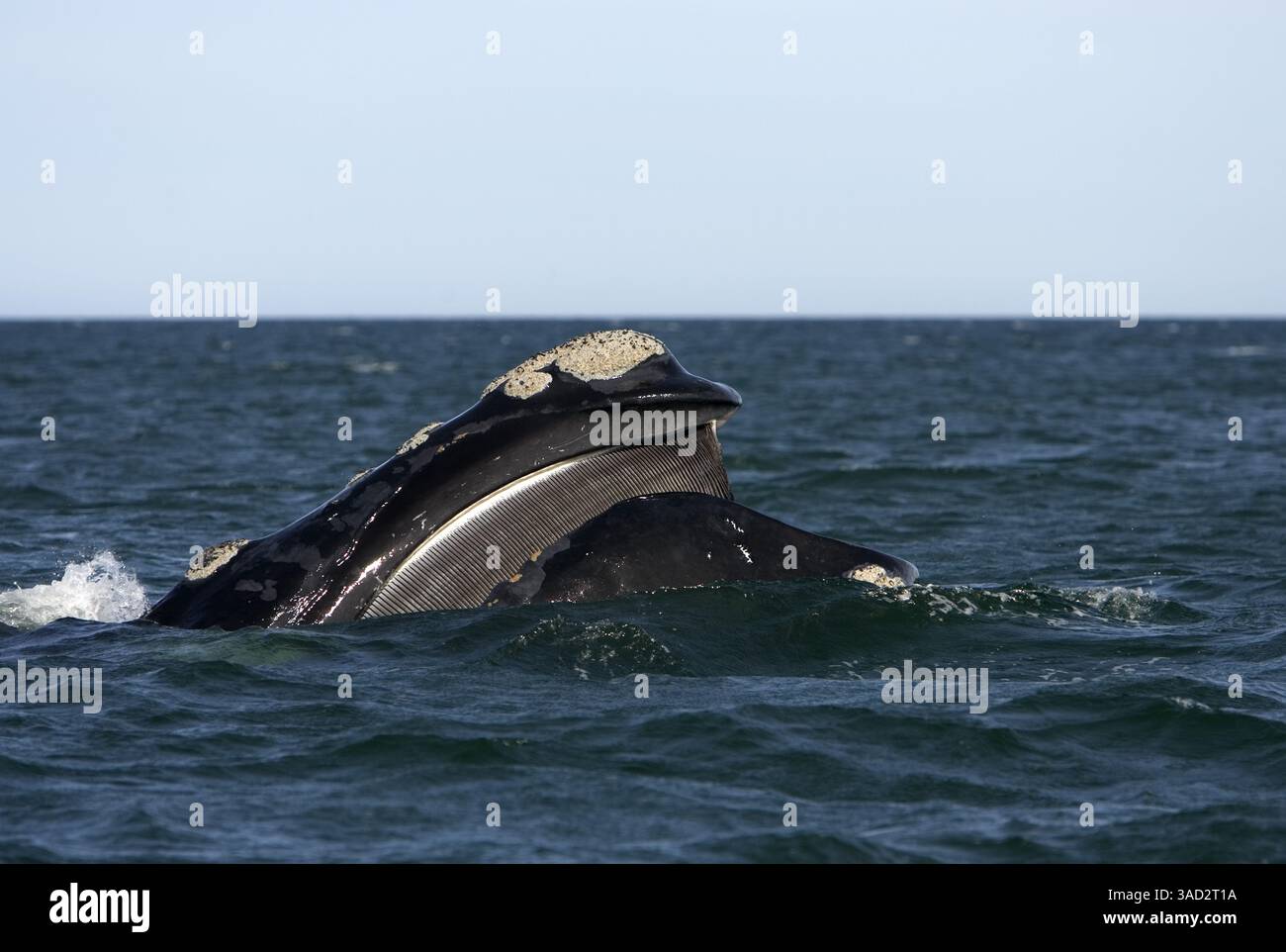Sept. 29, 2004 - Southern Right Whale.Eubalaena australis.Mouth open ...