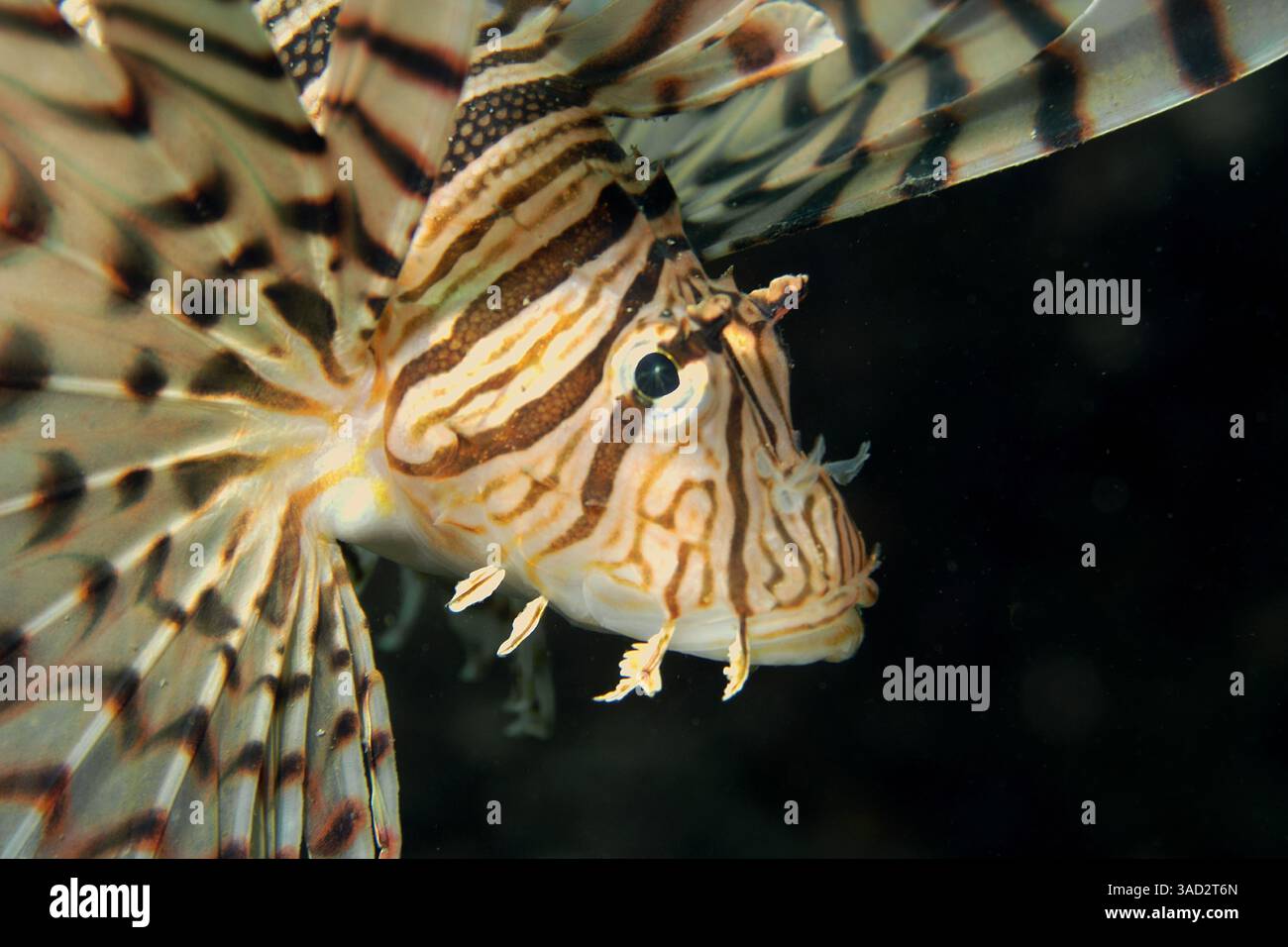 June 14, 2005 - Luna lion fish, head detail (Pterois lunulata), Seopsom ...