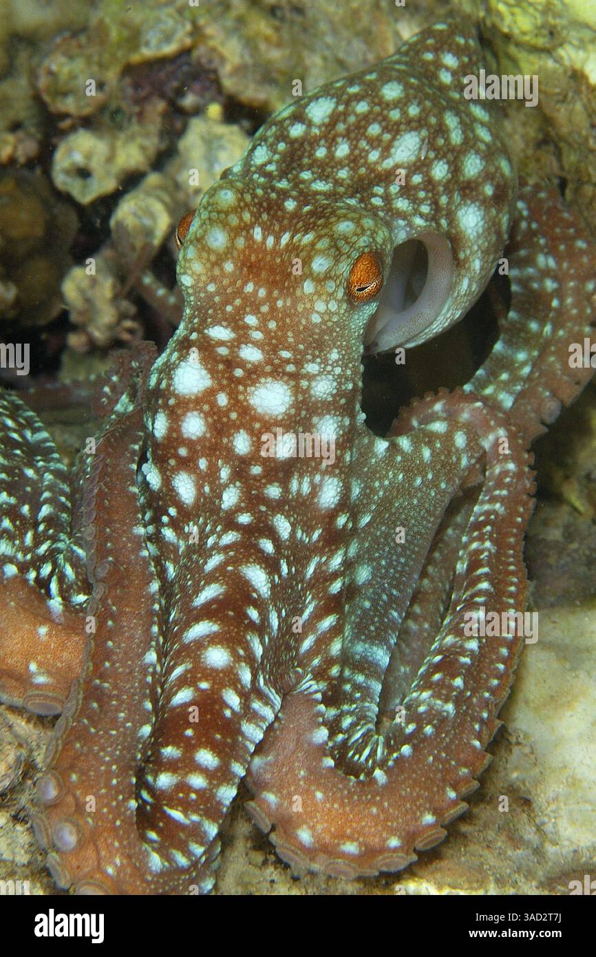 Aug. 21, 2005 - Starry night octopus, Octopus luteus, foraging on coral ...