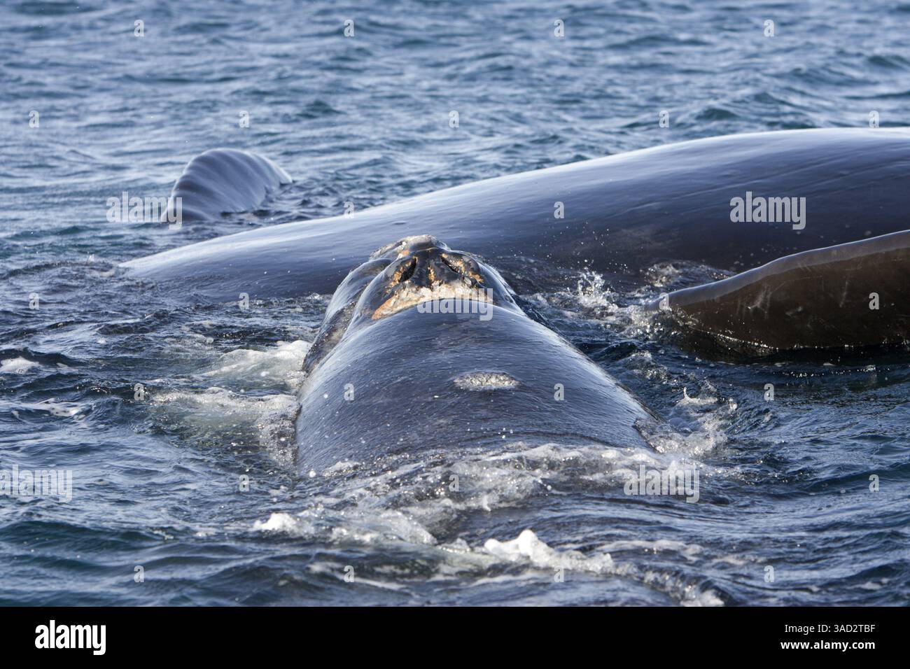 Oct. 21, 2006 - Southern Right whale, mother and calf.Eubalaena ...