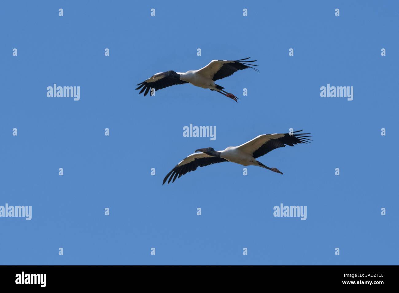 Jabiru Stork, in flight, La Estrella Marsh, Formosa Province, Argentina ...