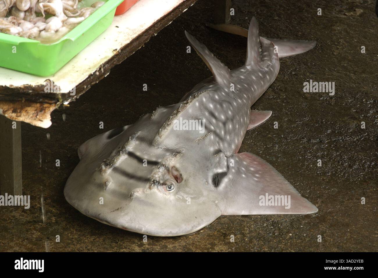 June 14, 2005 - Bowmouth guitarfish, Rhina ancylostoma, for sale at ...
