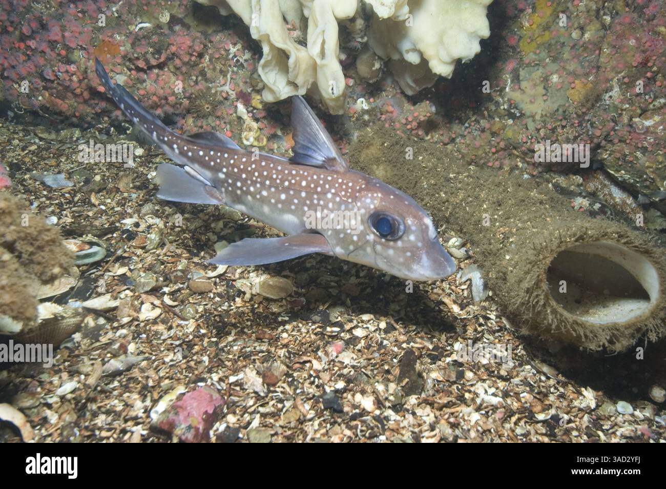 July 6, 2005 - Male Spotted ratfish (Hydrolagus colliei) swimming past ...