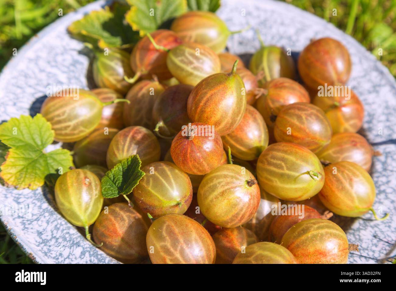 Gooseberries, Ribes uva-crispa, on plates in the lawn Stock Photo - Alamy