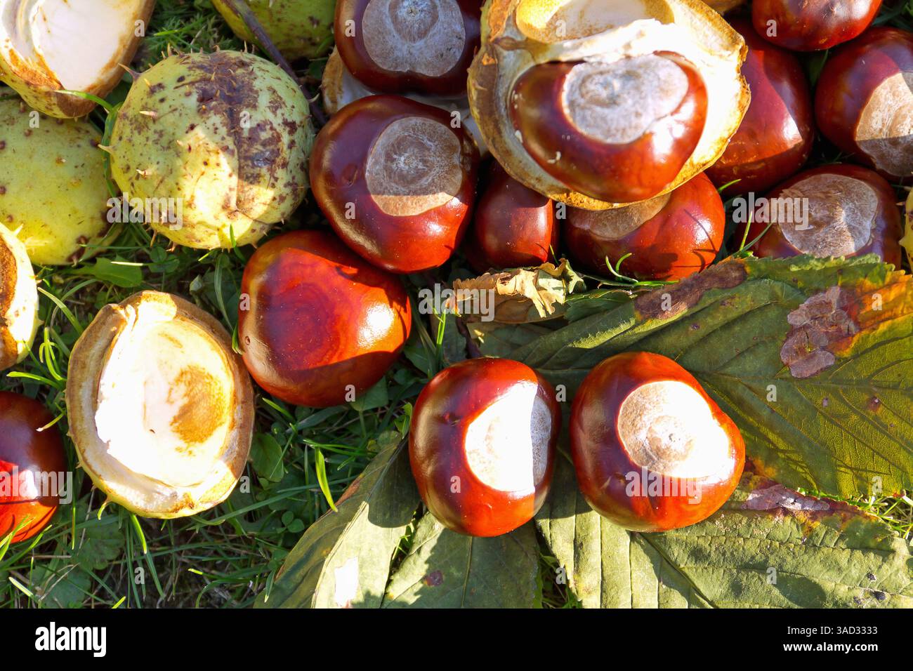 Horse chestnuts with and without shell in the grass Stock Photo - Alamy