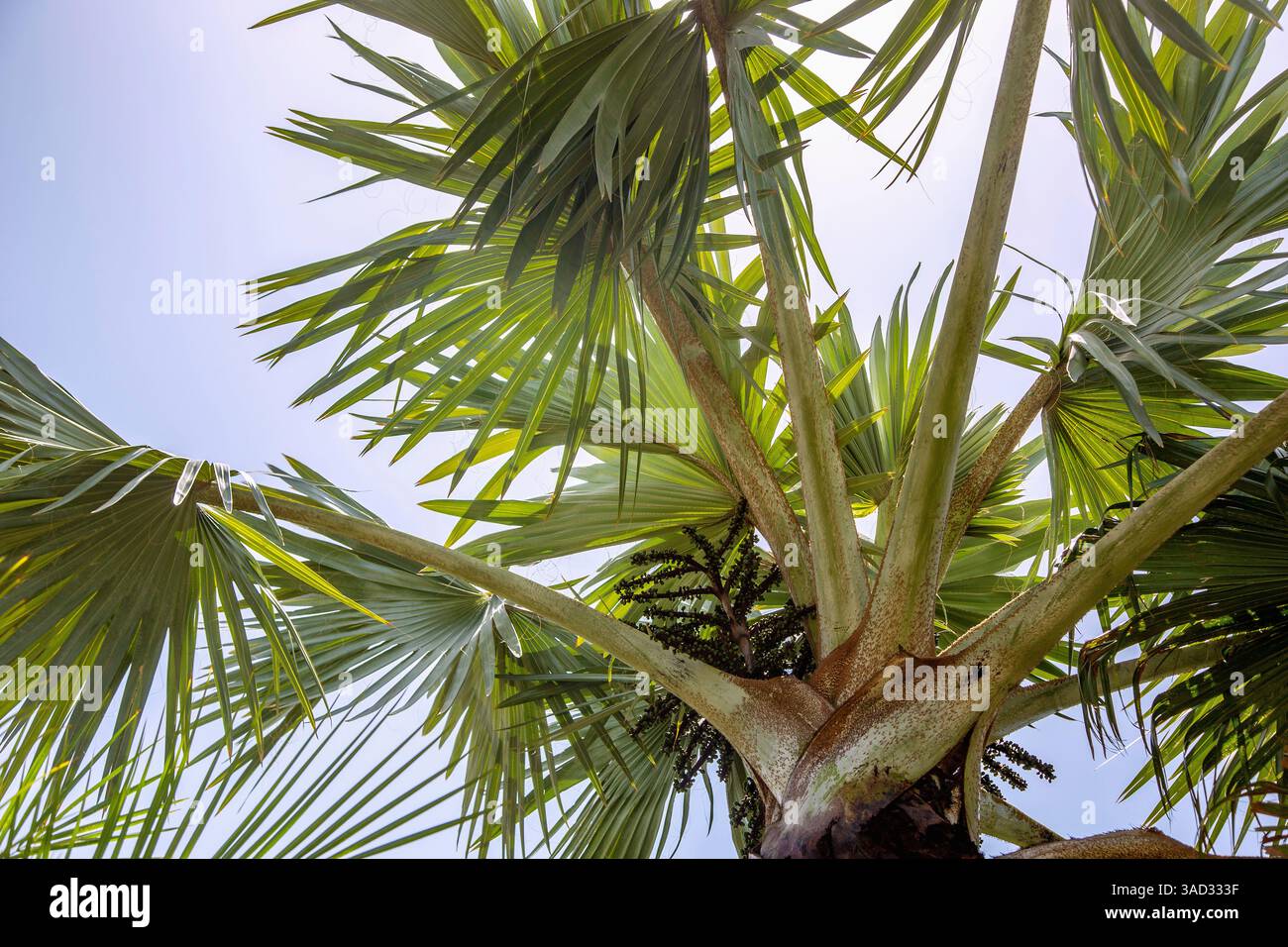 Bismarck palm, Bismarckia nobilis Stock Photo - Alamy