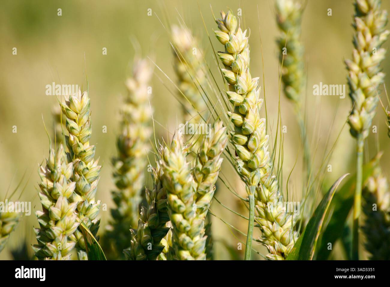 Flora, cereals, wheat, Poaceae Triticum, ears, immature Stock Photo - Alamy