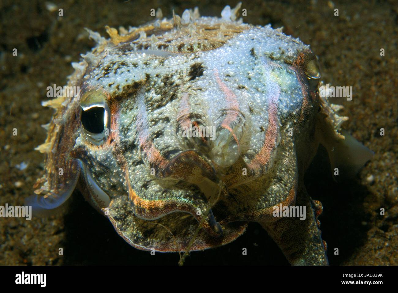 June 11, 2005 - Needle cuttlefish, Sepia aculeata, front view at night ...
