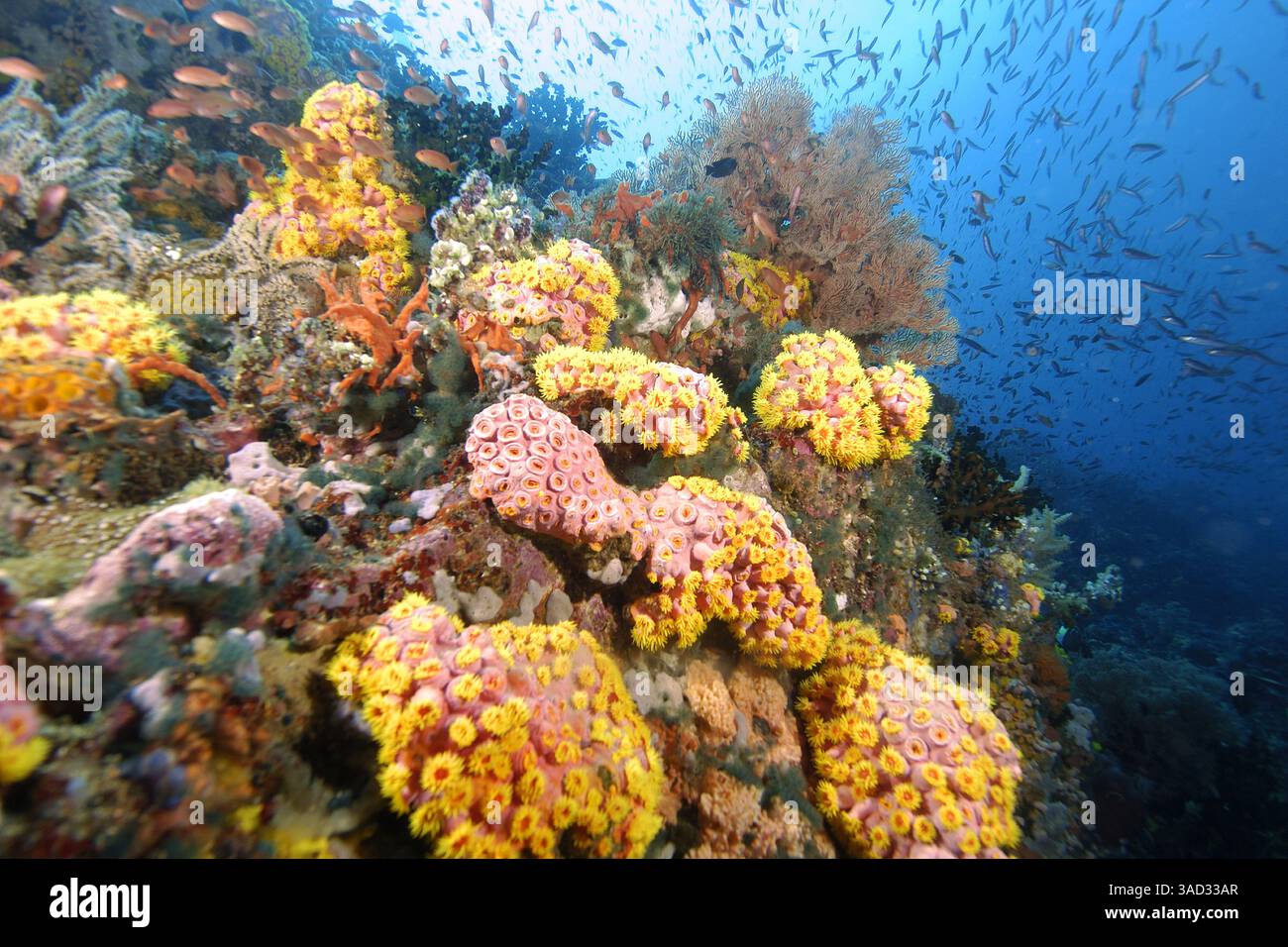 Aug. 21, 2005 - Reef wall covered with soft corals and gorgonians ...