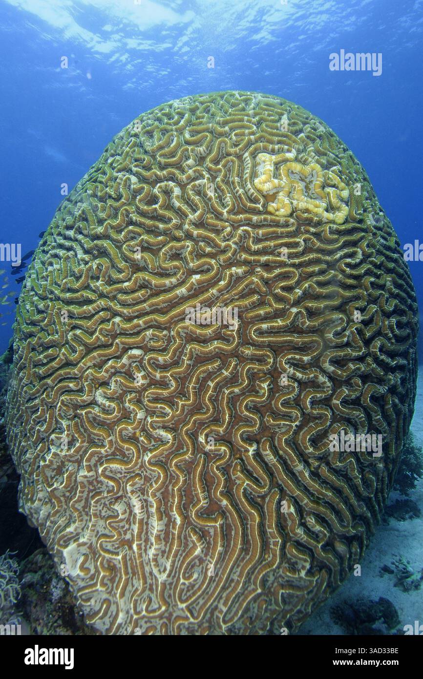 Oct. 3, 2005 - Brain coral, Symphylia sp., Apo Island marine reserve ...