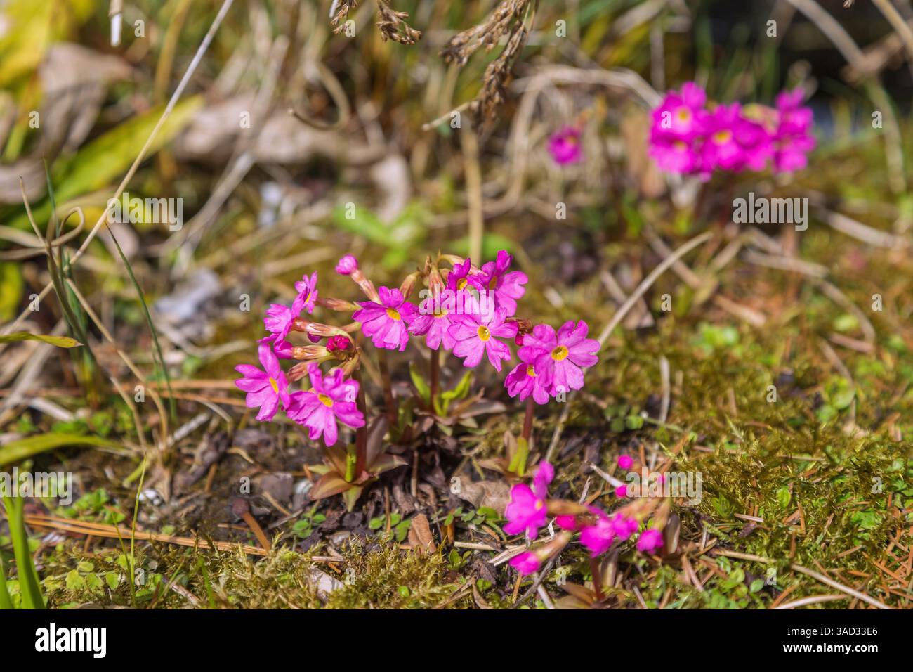 Rose primrose, Primula Rosea Gigas, flowering, in moss Stock Photo - Alamy